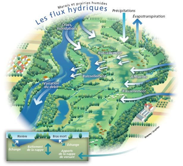 Zones humides et milieux annexes – Contrat Territorial Gartempe et Creuse