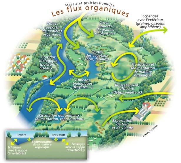 Zones humides et milieux annexes – Contrat Territorial Gartempe et Creuse